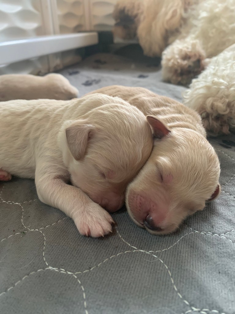 Down Home Doodles – We raise healthy, happy F1 golden doodles in a ...